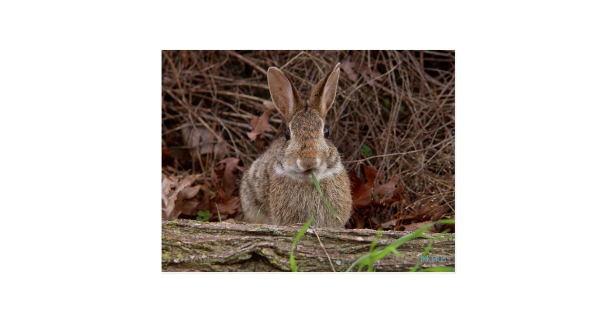 Wild rabbit postcards | Zazzle.com