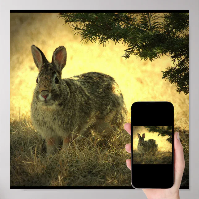 Wild Rabbit Poster Print | Zazzle