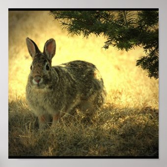 Wild Rabbit Poster Print | Zazzle
