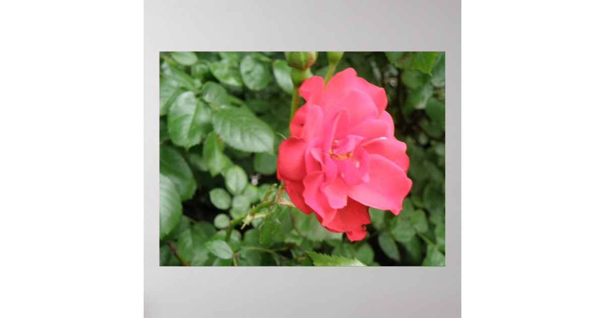 Wild Rose Poster | Zazzle