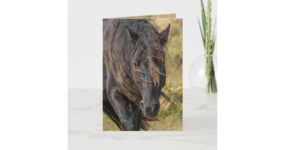 Wild Sable Island Stallion's Mane Greeting Cards | Zazzle