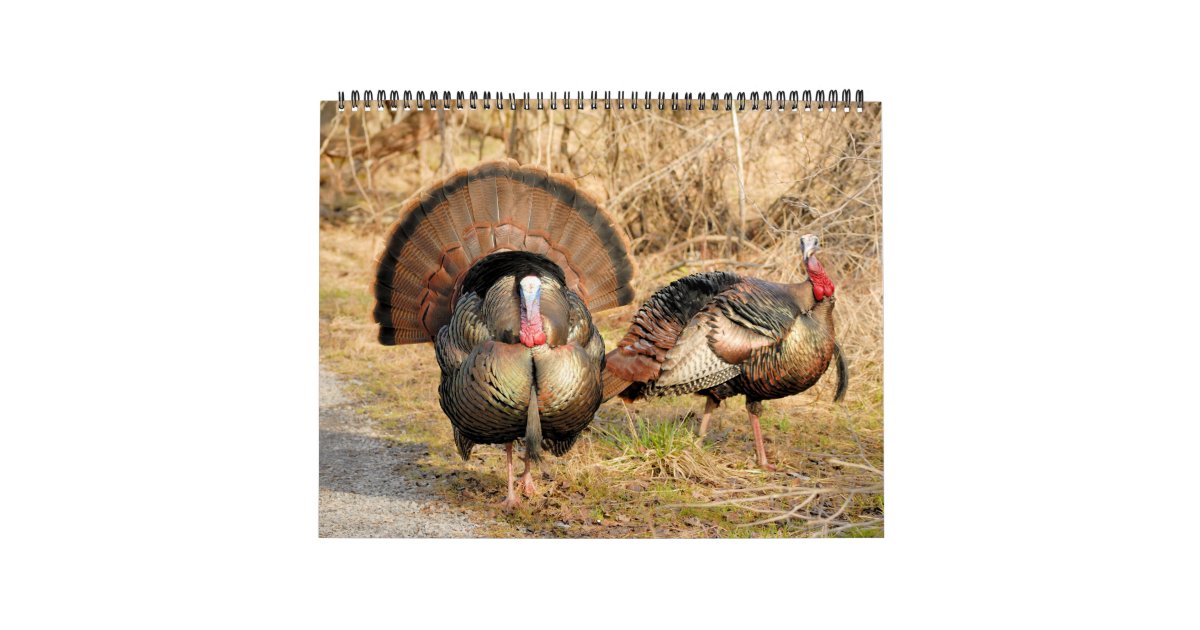 Wild Turkey Calendar | Zazzle