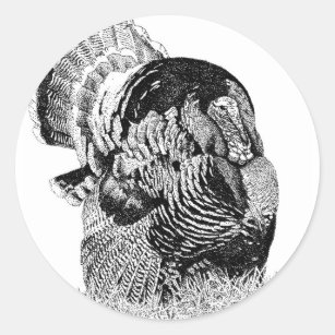 Wild Turkey Stickers | Zazzle