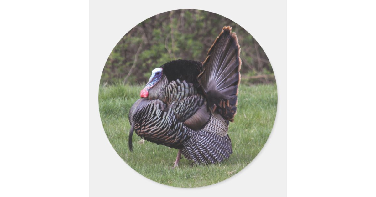 Wild Turkey Classic Round Sticker | Zazzle