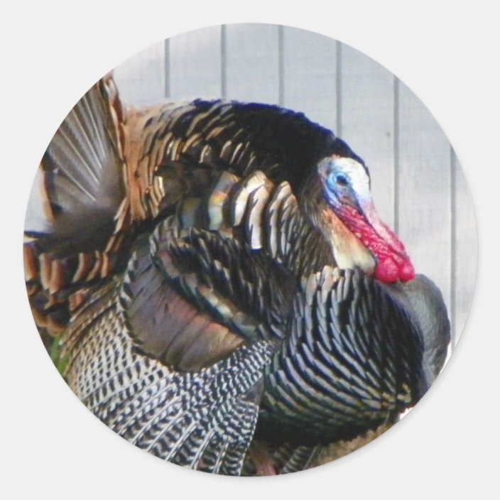 wild turkey classic round sticker | Zazzle.com