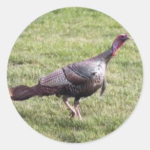 Wild Turkey Stickers | Zazzle