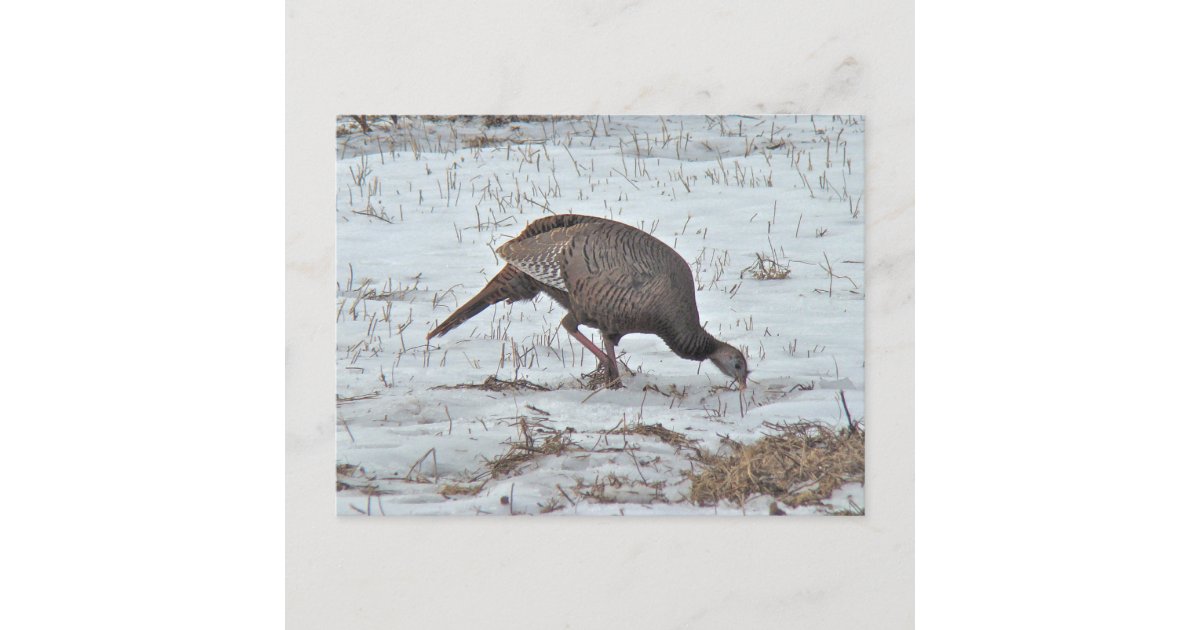 Wild Turkey in Snowy Field Postcard | Zazzle