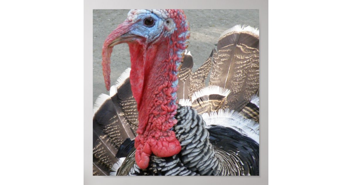 Wild Turkey Picture Poster | Zazzle