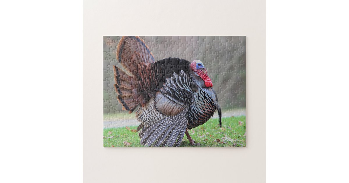 Wild turkey portrait jigsaw puzzle | Zazzle