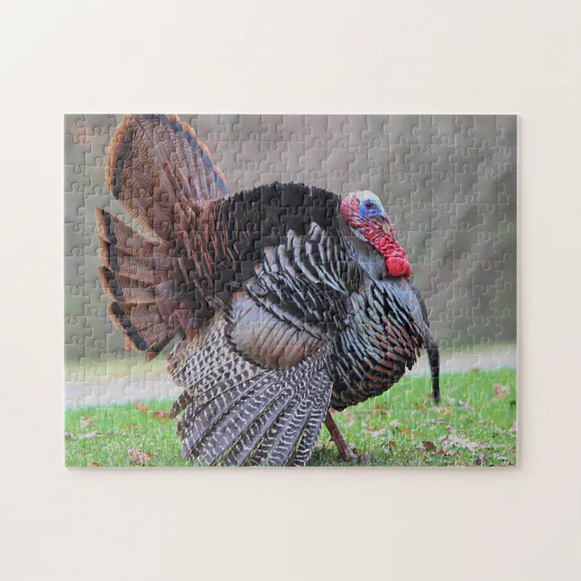 Wild turkey portrait jigsaw puzzle | Zazzle