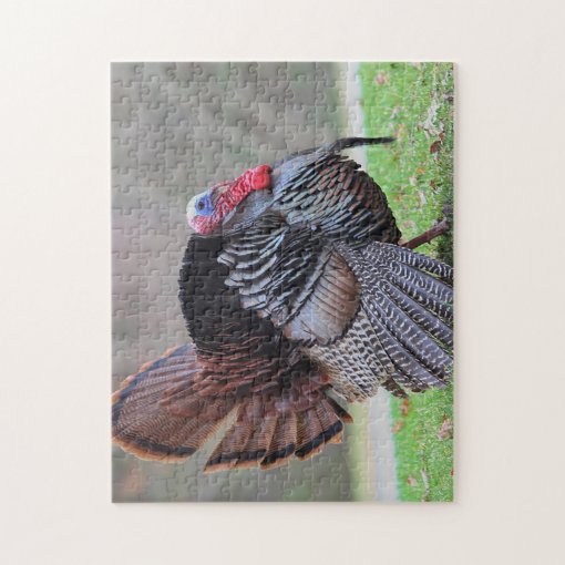 Wild turkey portrait jigsaw puzzle | Zazzle