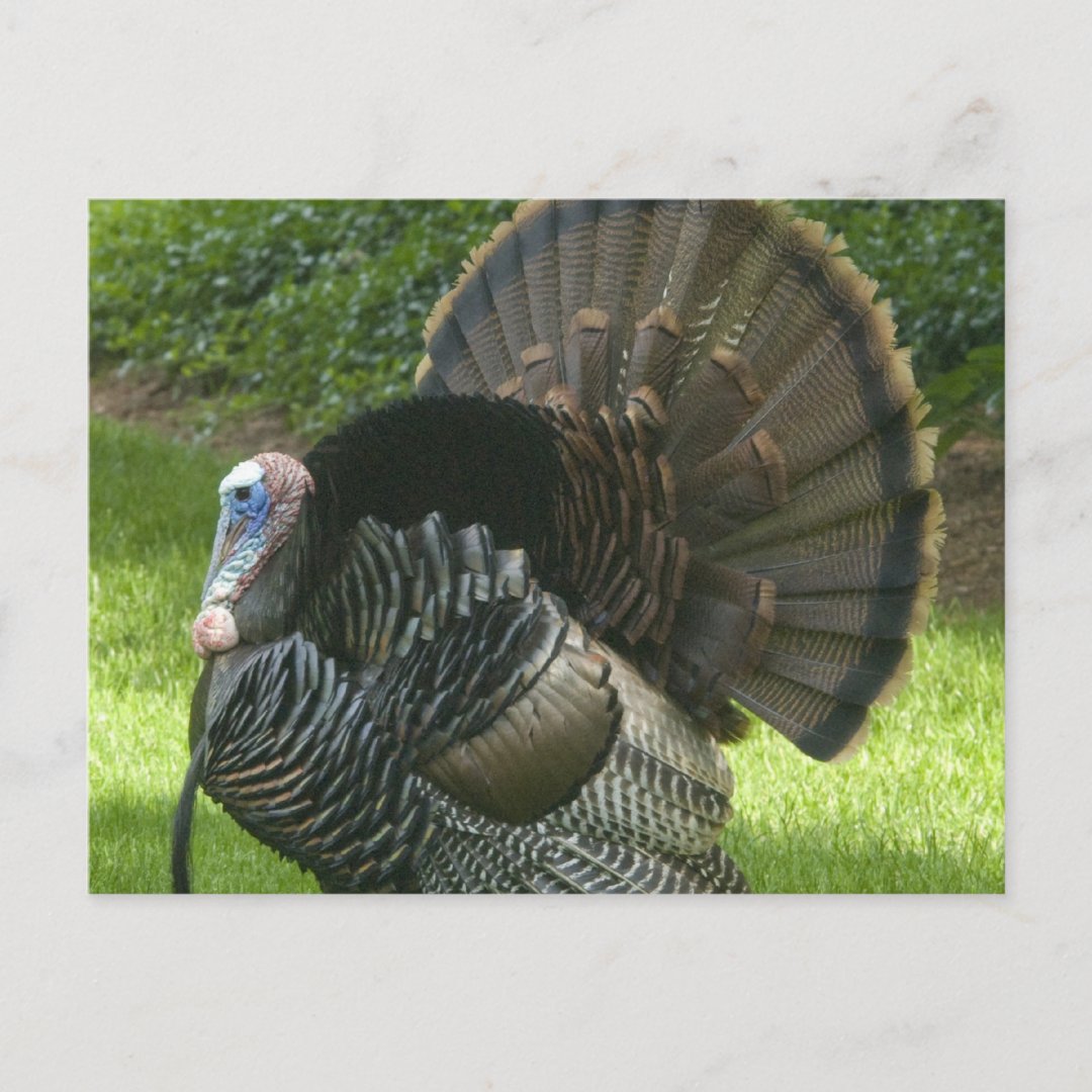 Wild Turkey Postcard | Zazzle