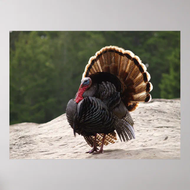 Wild Turkey Poster | Zazzle