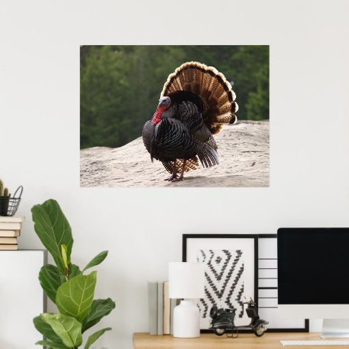 Wild Turkey Poster | Zazzle
