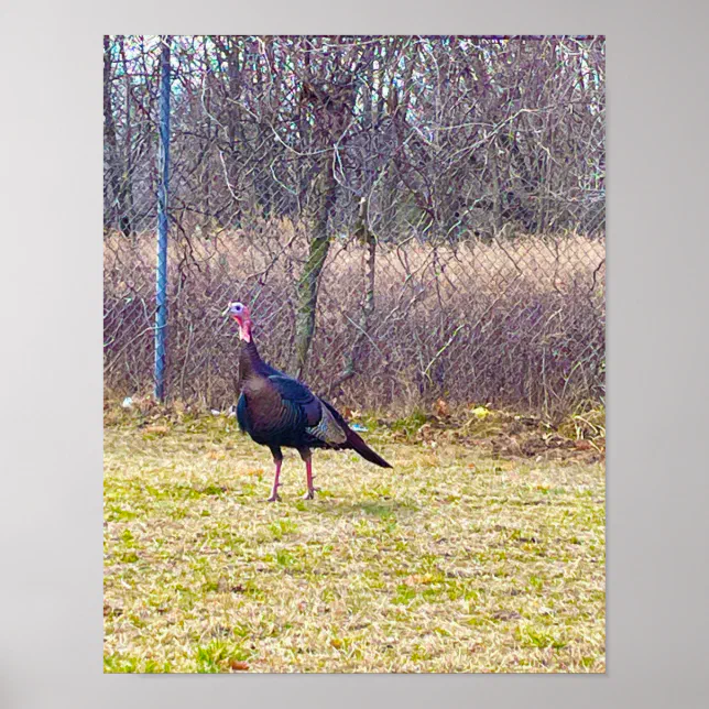 Wild Turkey Poster | Zazzle