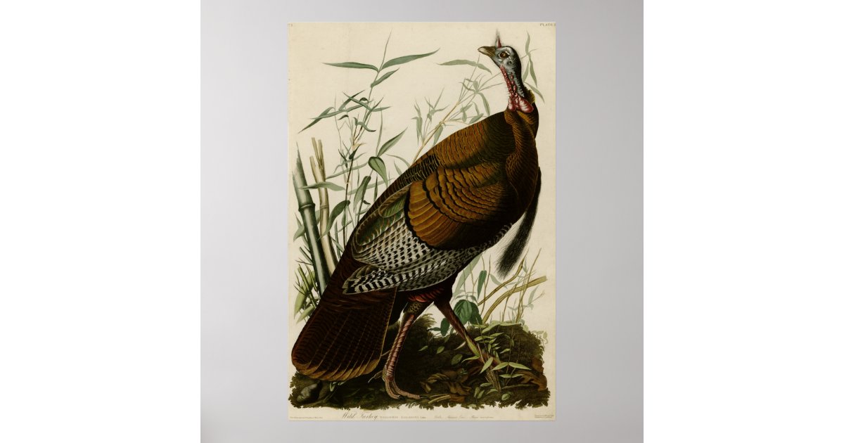 Wild Turkey Poster | Zazzle