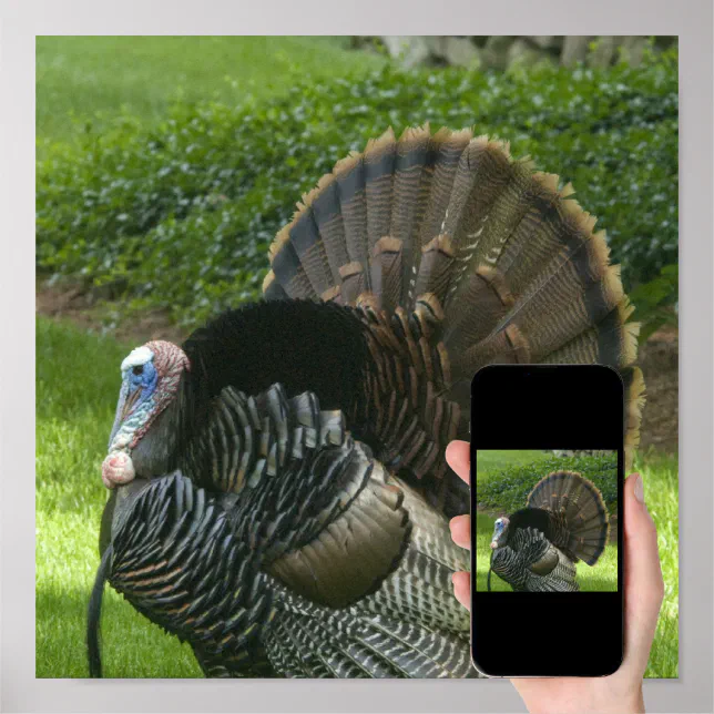 Wild Turkey Poster Print | Zazzle