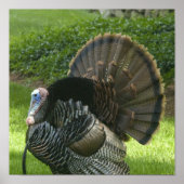 Wild Turkey Poster Print | Zazzle