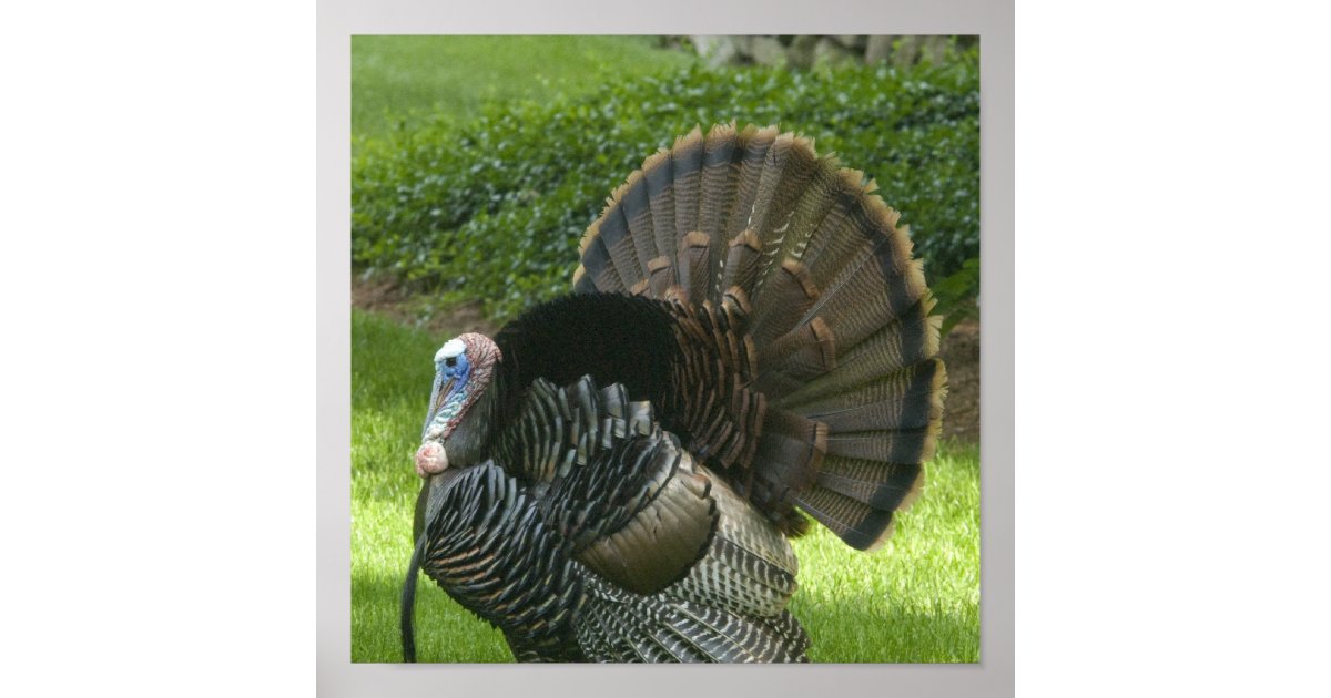 Wild Turkey Poster Print | Zazzle