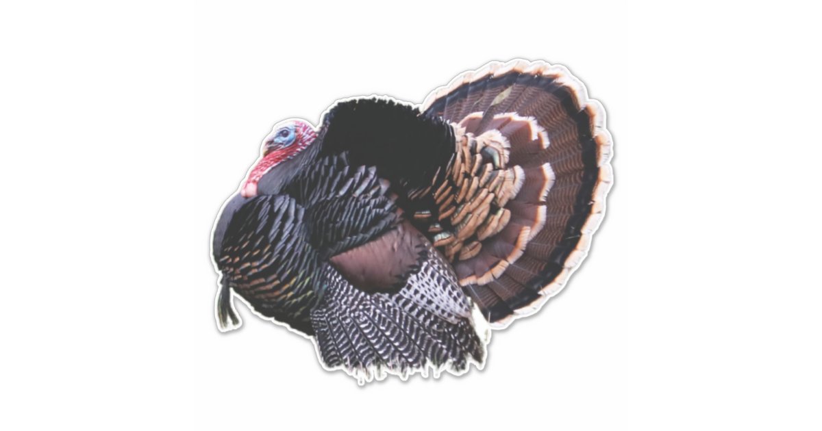 Wild Turkey Sticker | Zazzle