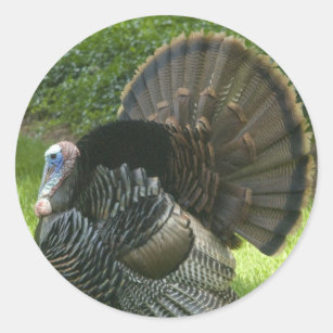 Wild Turkey Stickers | Zazzle