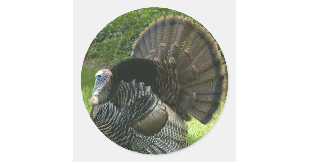 Wild Turkey Stickers | Zazzle