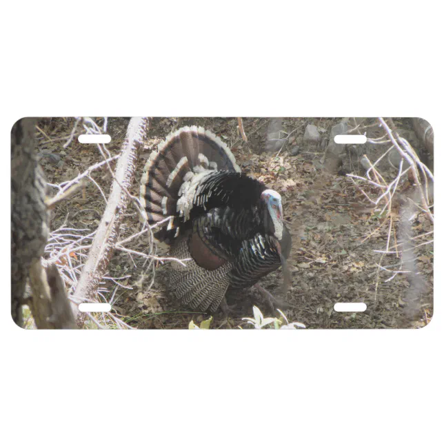 Wild Turkey Strutting for the Ladies License Plate | Zazzle