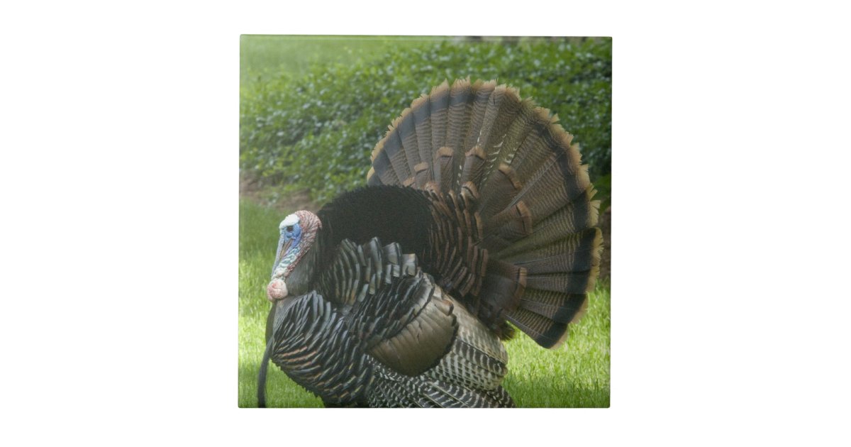 Wild Turkey Tile | Zazzle