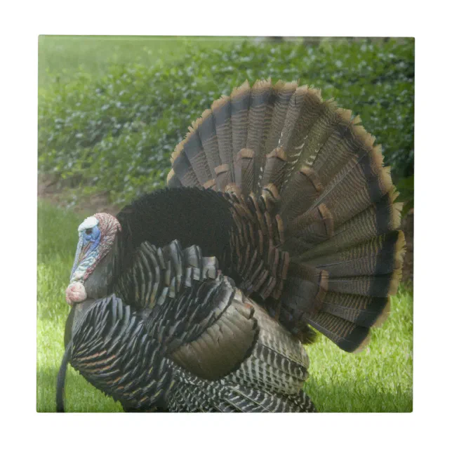 Wild Turkey Tile | Zazzle