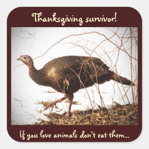 Wild Turkey Stickers | Zazzle