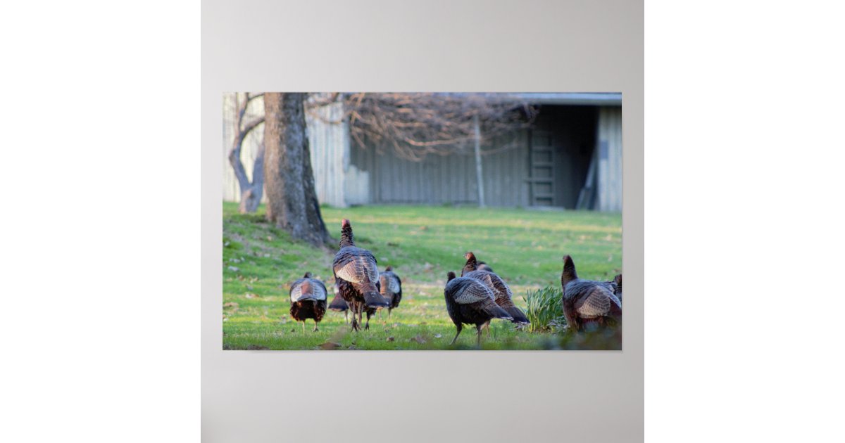 Wild Turkeys Poster | Zazzle