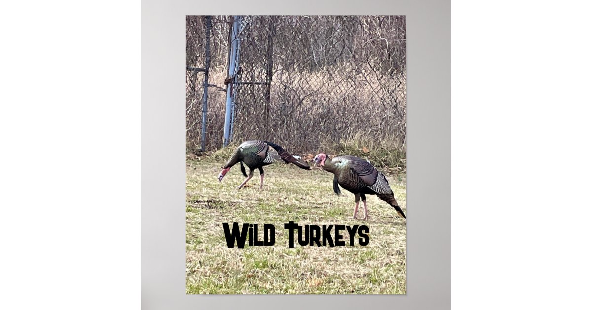 Wild Turkeys Poster | Zazzle