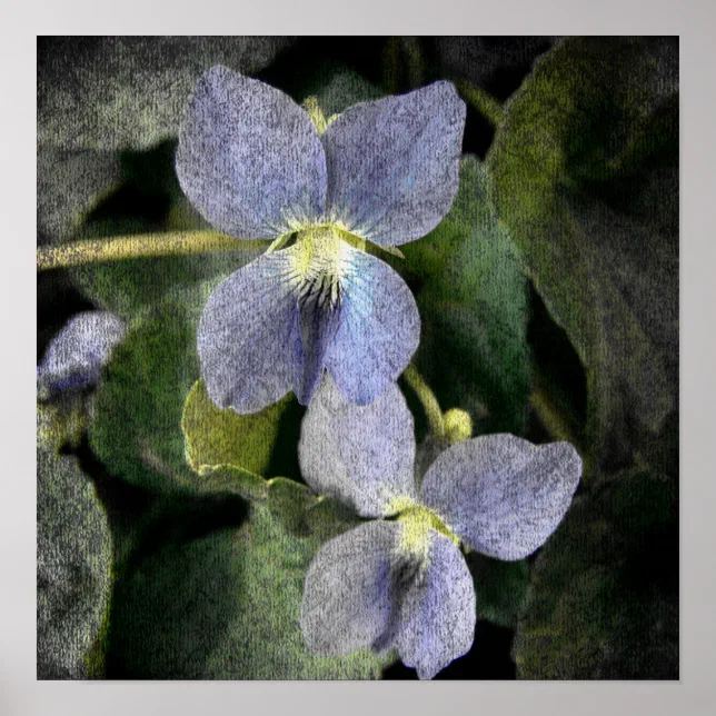 Wild Violets Poster | Zazzle