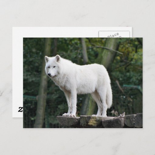 Wild White Wolf Postcard | Zazzle