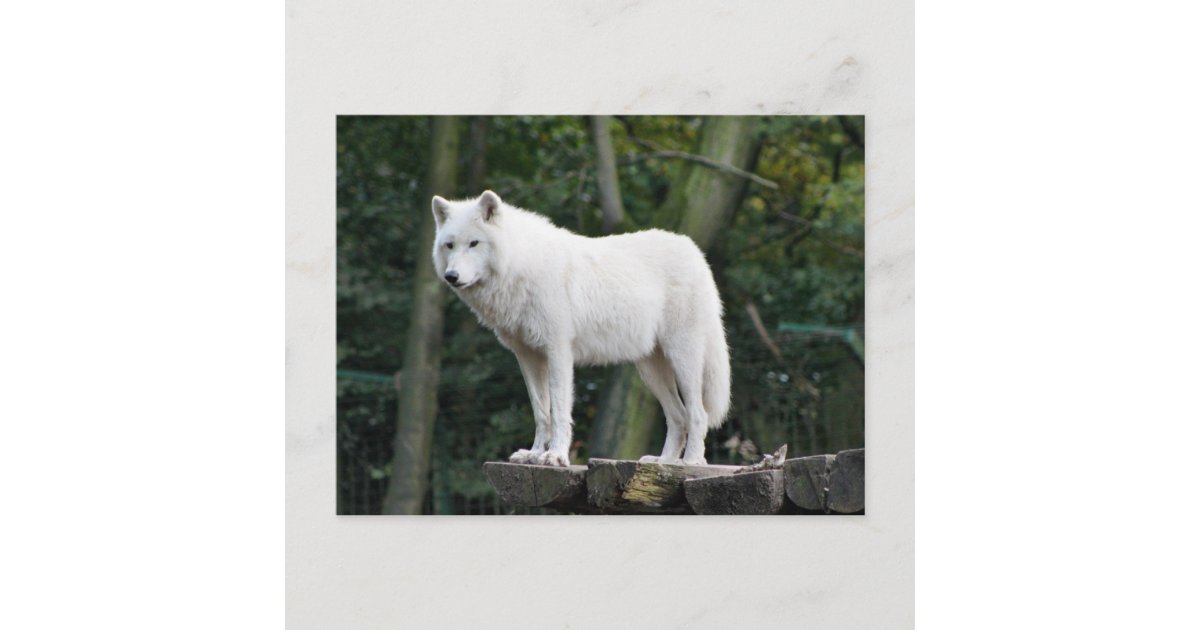 Wild White Wolf Postcard | Zazzle