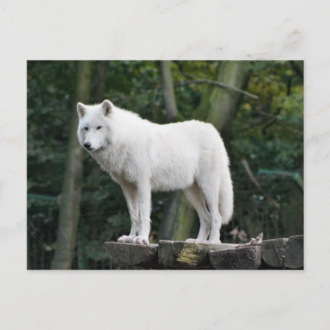 Wild White Wolf Postcard | Zazzle