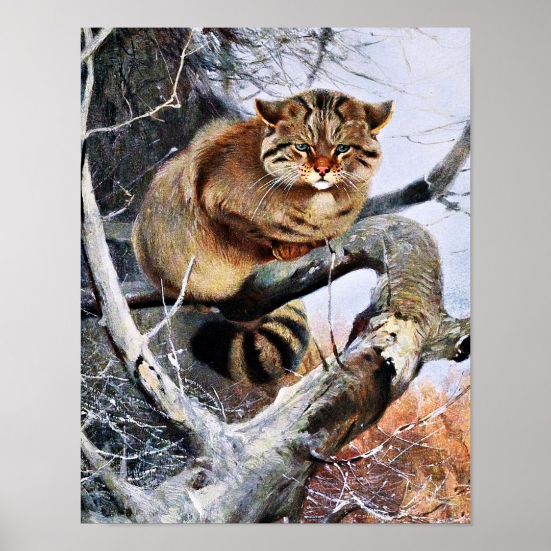 Wildcat Vintage Artwork Poster | Zazzle