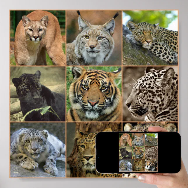 Wildcats Poster | Zazzle