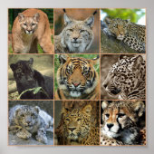 Wildcats Poster | Zazzle