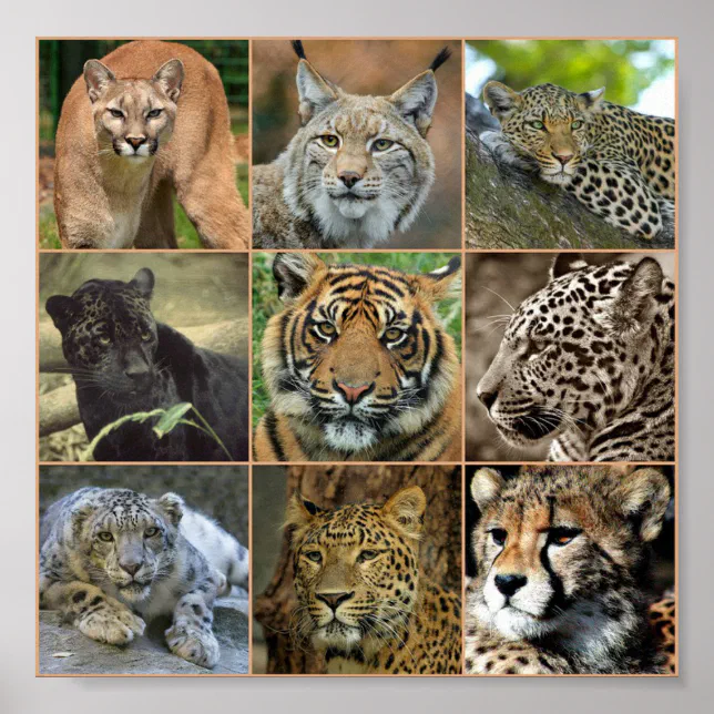 Wildcats Poster | Zazzle