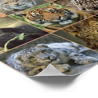 Wildcats Poster | Zazzle