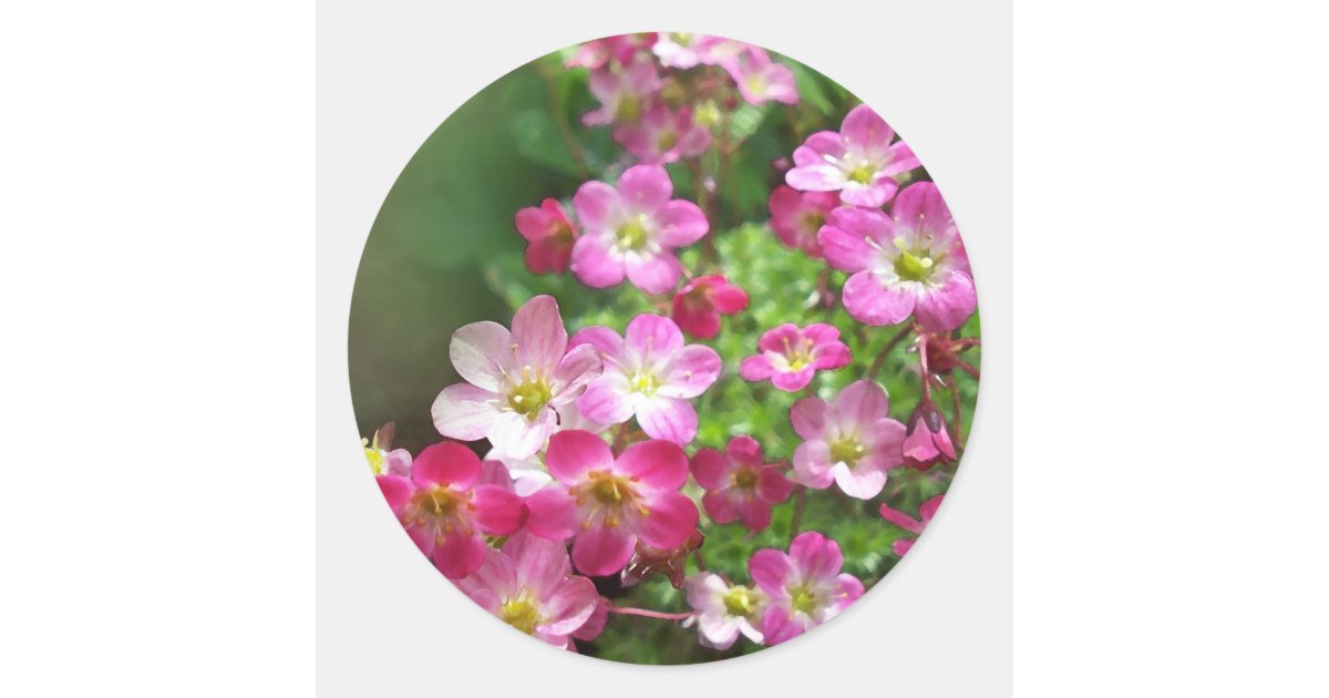 wildflower 1 classic round sticker | Zazzle