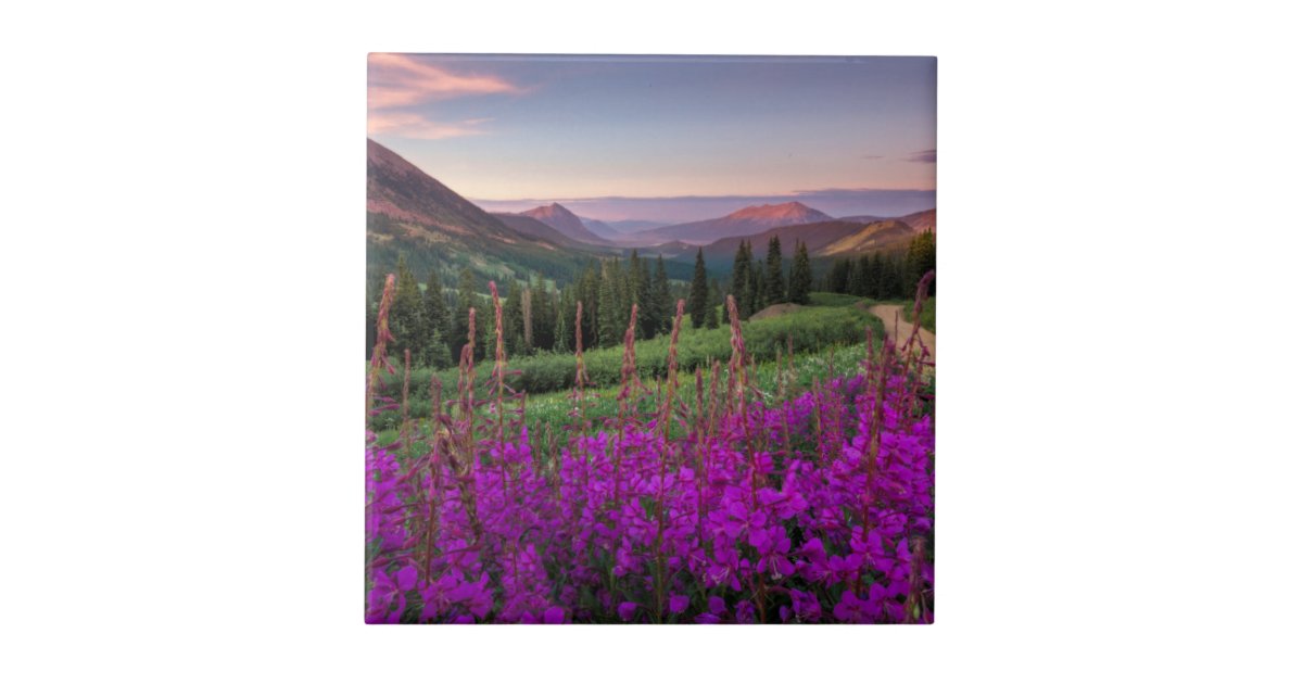 Wildflower Sunrise | Crested Butte, Colorado Ceramic Tile | Zazzle