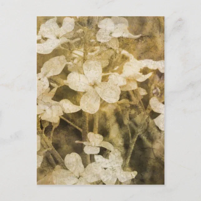 Wildflowers in Sepia Postcard | Zazzle