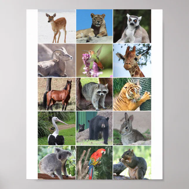 Wildlife 15 Animals Pictured in the Wild Poster | Zazzle