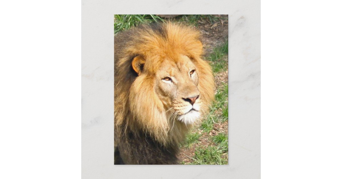 Wildlife African Lion Face Photo Postcard | Zazzle