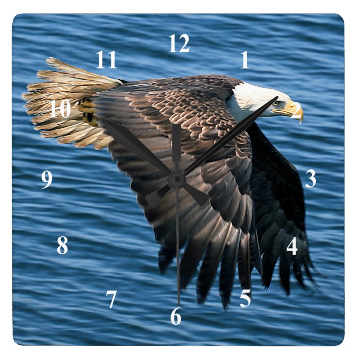 Wildlife Bald Eagle Photo Square Wall Clock | Zazzle.com