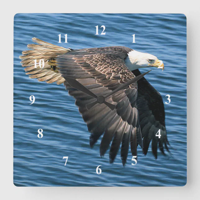Wildlife Bald Eagle Photo Square Wall Clock | Zazzle