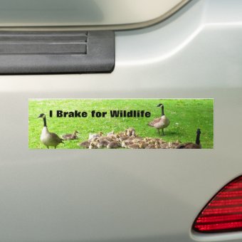 Wildlife Bumper Sticker | Zazzle