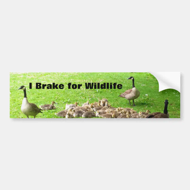 Wildlife Bumper Sticker | Zazzle